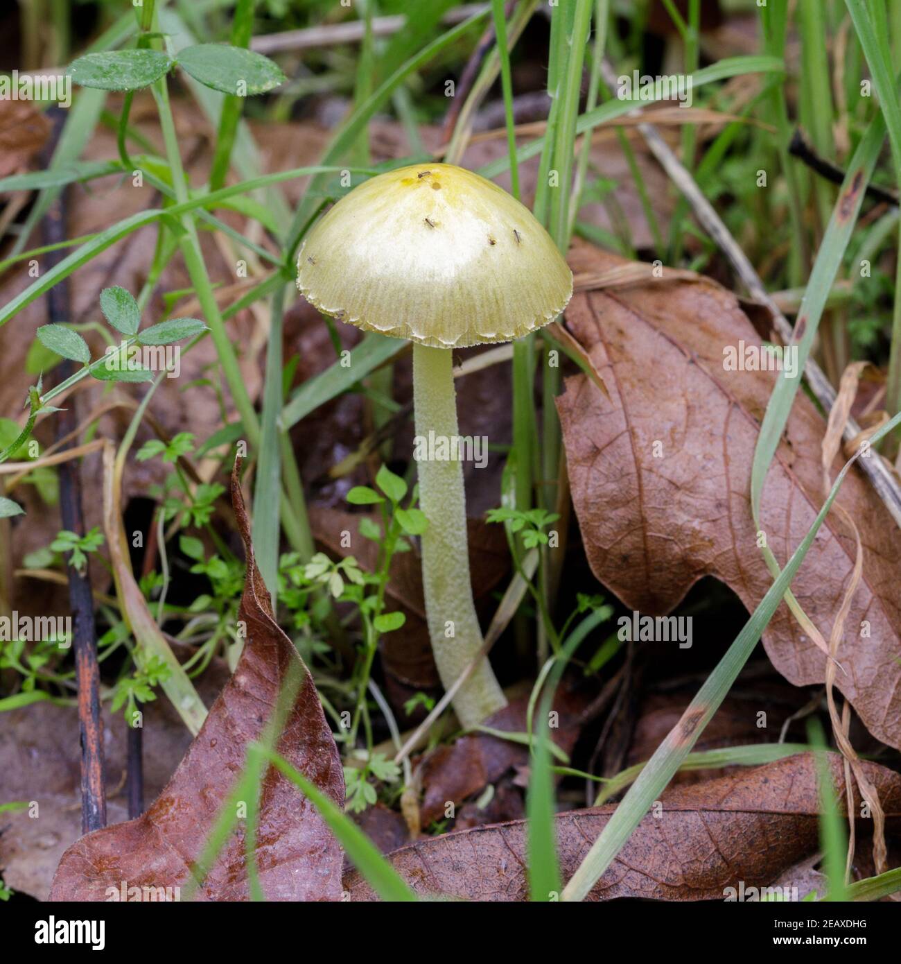 Yellow fieldcap (Bolbitius titubans) in Santa Clara County, California ...