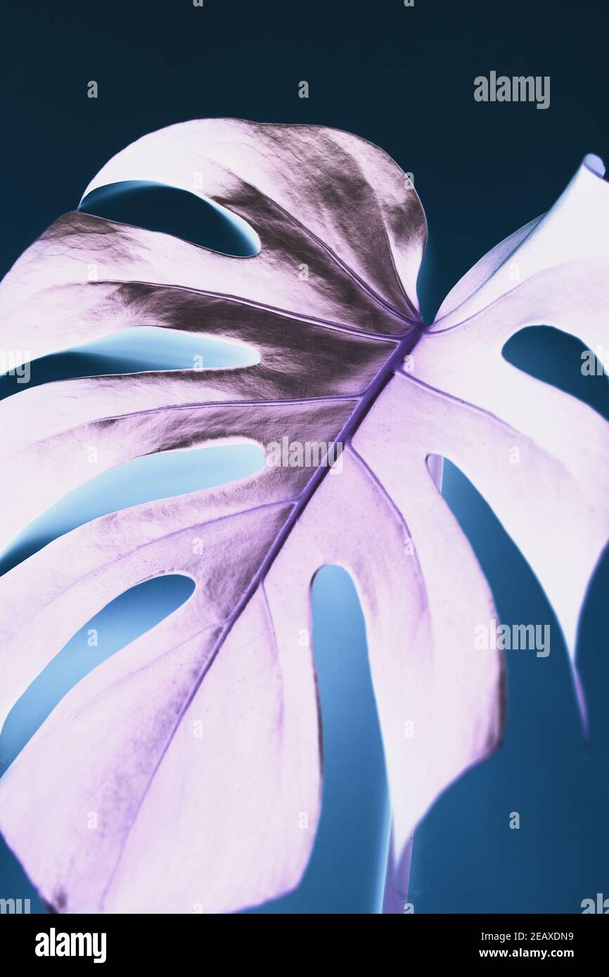 Inverted color tree hi-res stock photography and images - Alamy