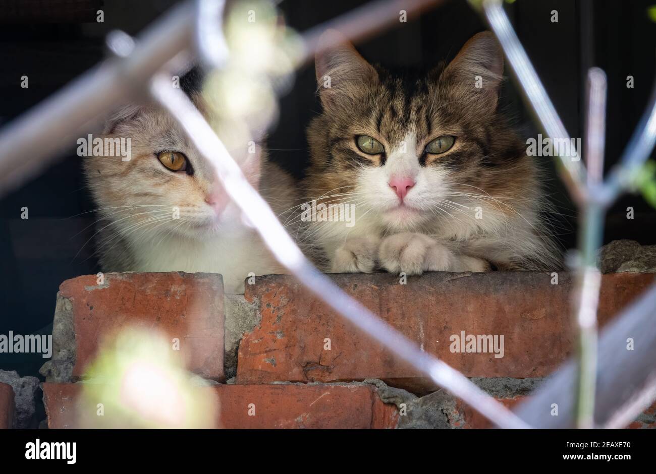 Stray cats in abandoned building. Two adorable street cats on brick ...