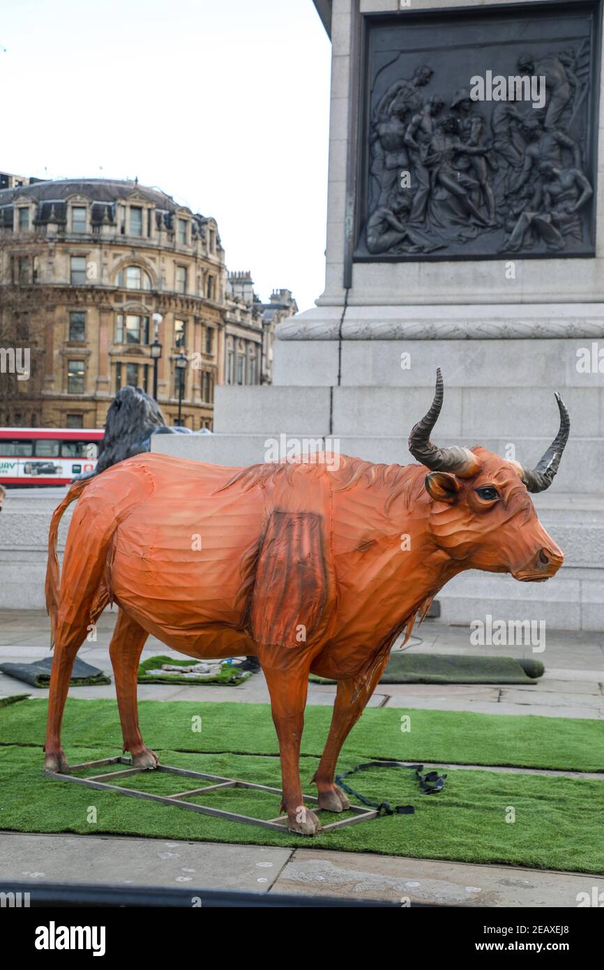 A statue of an Ox seen in London's Trafalgar Square ahead of Chinese ...