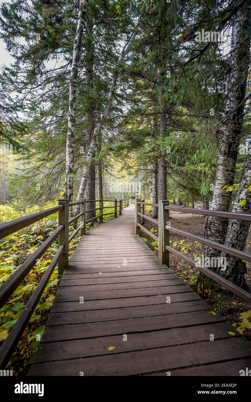 Wood trail in the deep woods of Gooseberry Falls State Park in ...