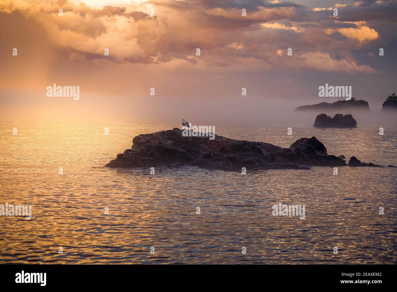Lone seagull on rock hi-res stock photography and images - Alamy