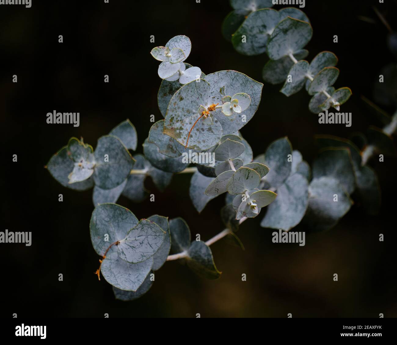 Native australian gum leaves hi-res stock photography and images - Alamy