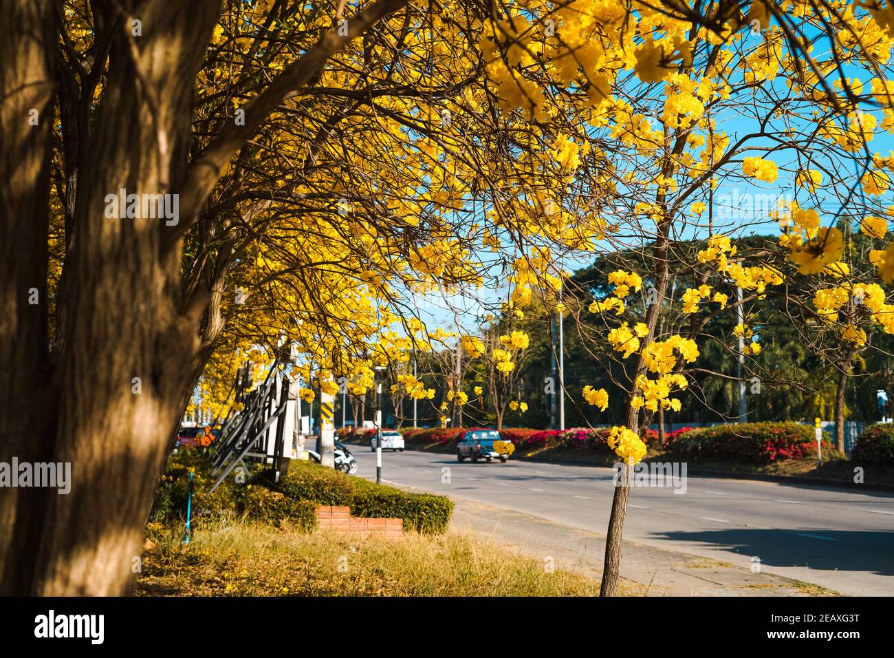 Yellow flowers against blue sky in summer,Summer flower background ...