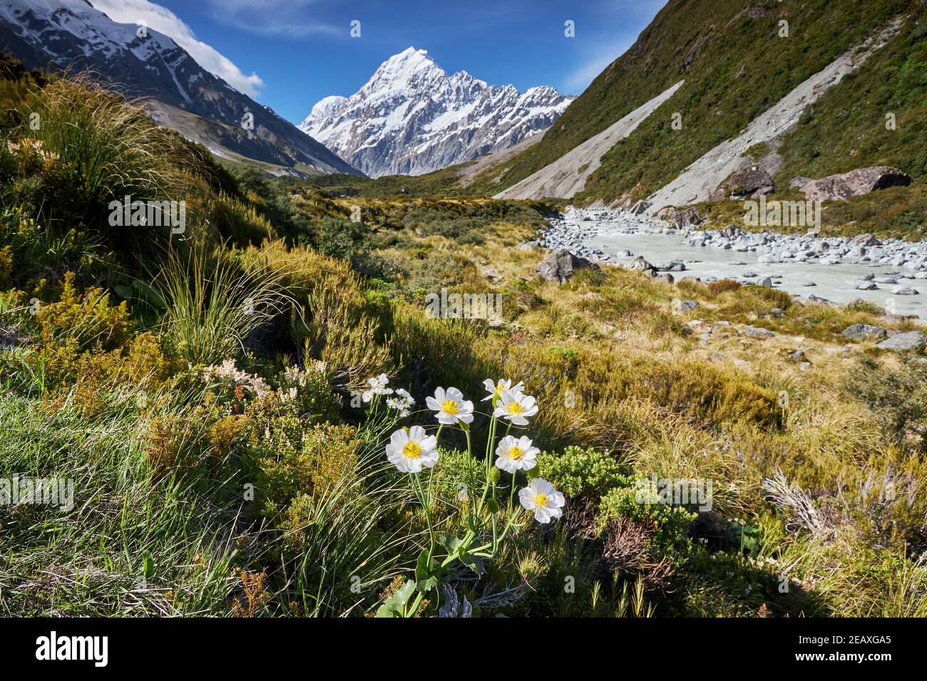 New zealand mountain buttercup hi-res stock photography and images - Alamy