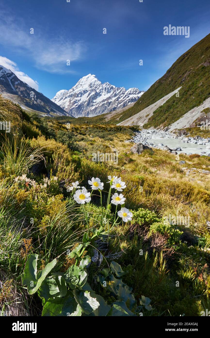 Mt Cook with the Mount Cook Lily,, also called the Great Mountain ...
