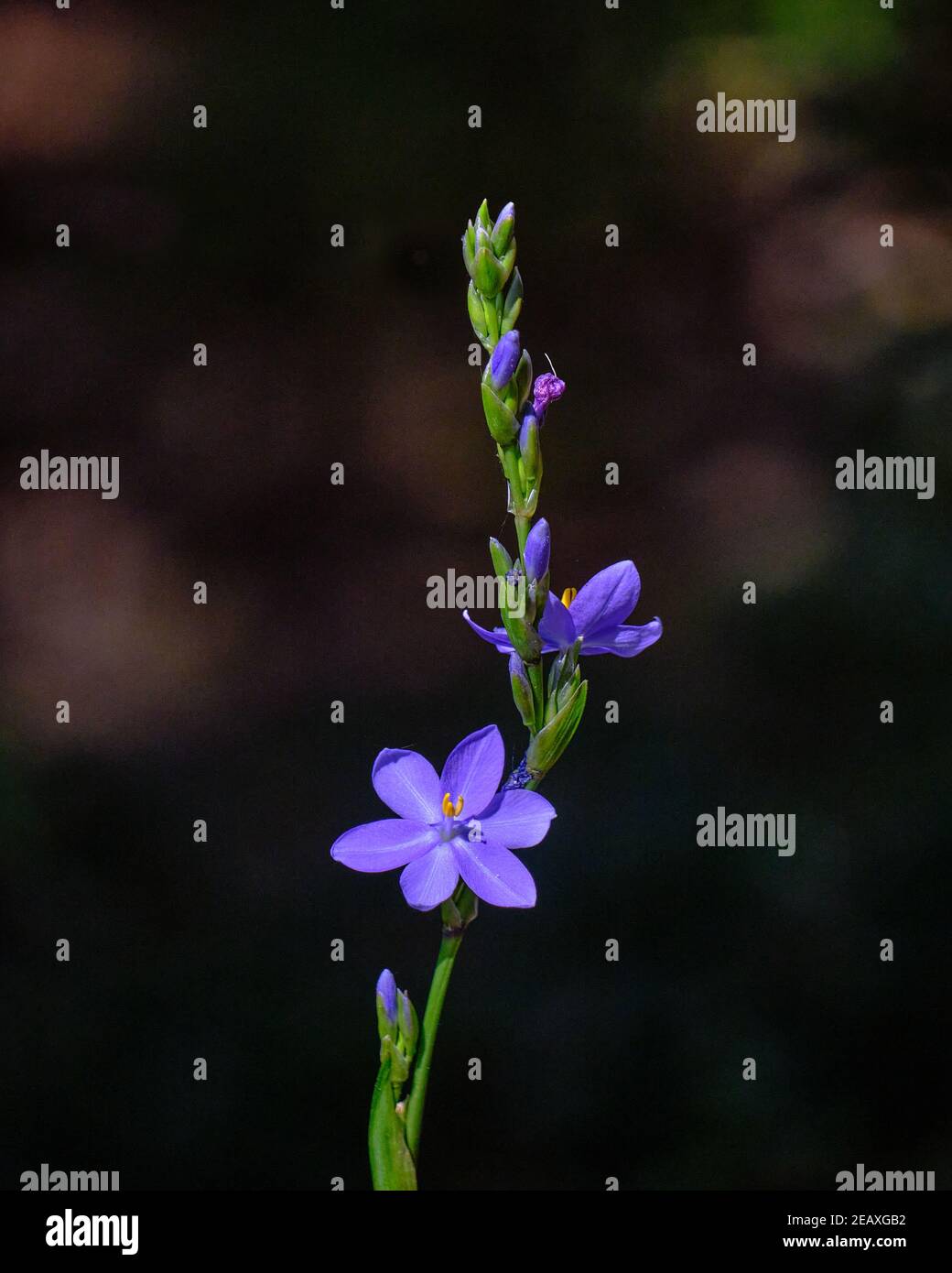 Australian native blue flower hi-res stock photography and images - Alamy