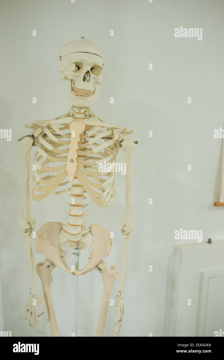 Vertical shot of a human skeleton in a laboratory Stock Photo - Alamy