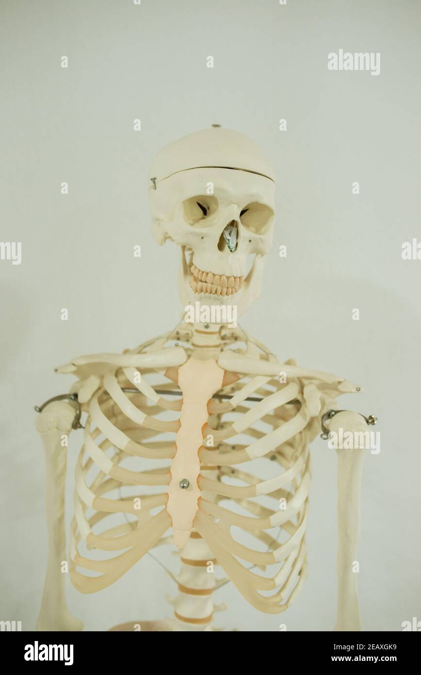 Vertical shot of a human skeleton in a laboratory Stock Photo - Alamy
