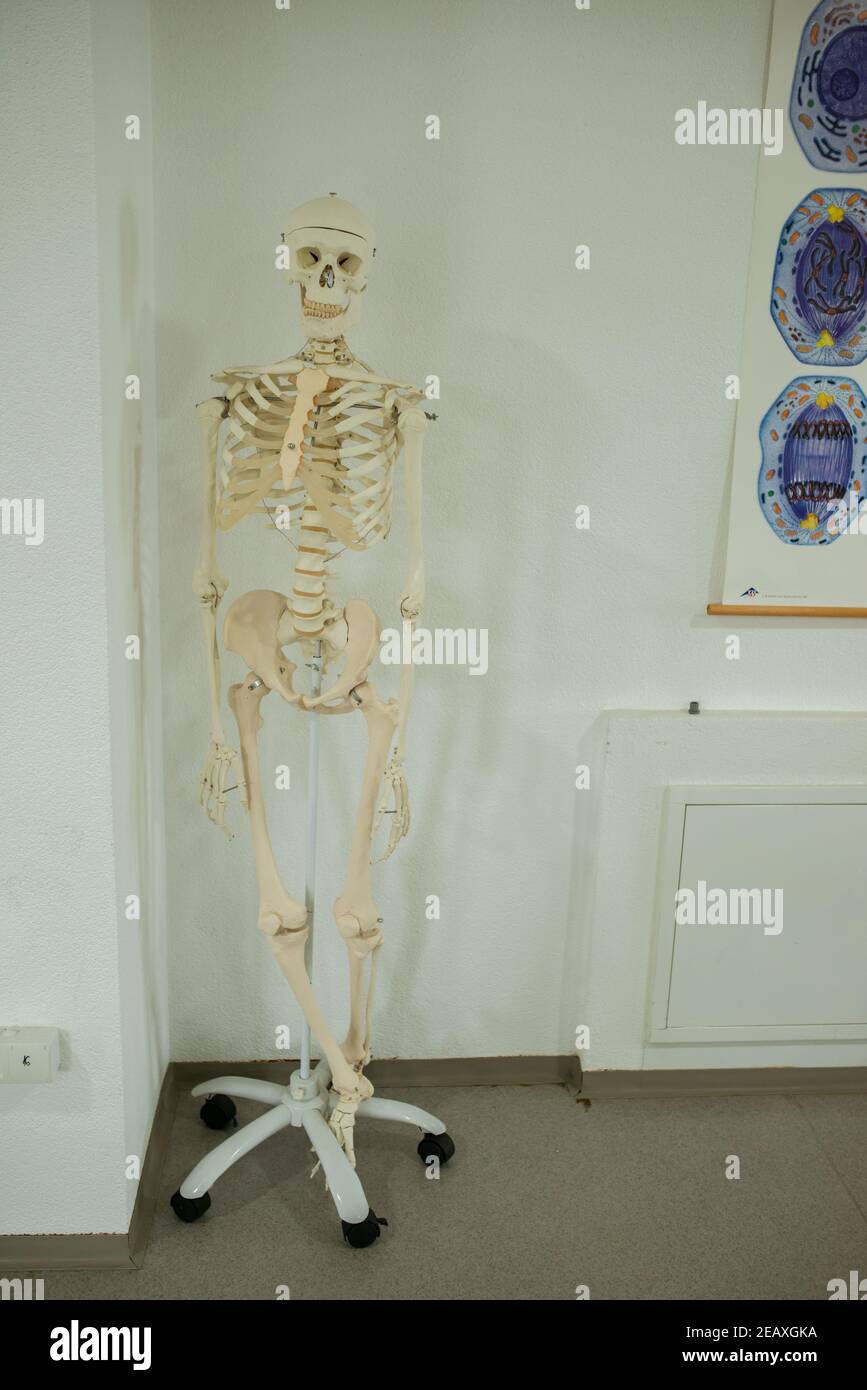 Vertical shot of a human skeleton in a laboratory Stock Photo - Alamy