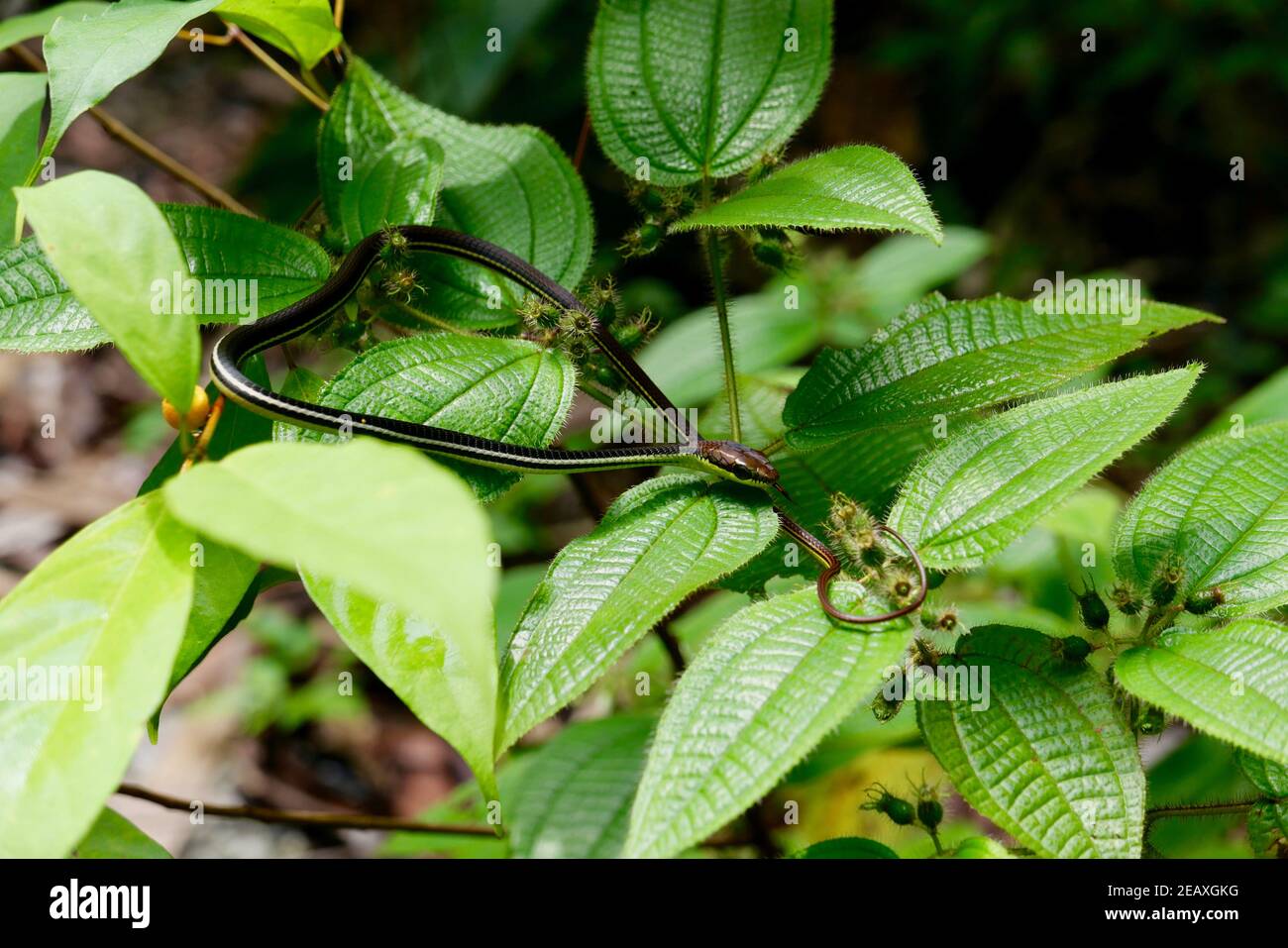 Beautiful green snake hi-res stock photography and images - Alamy