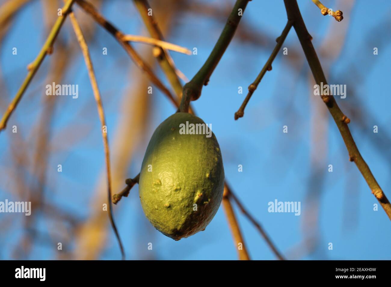 Ceiba speciosa trees hi-res stock photography and images - Alamy