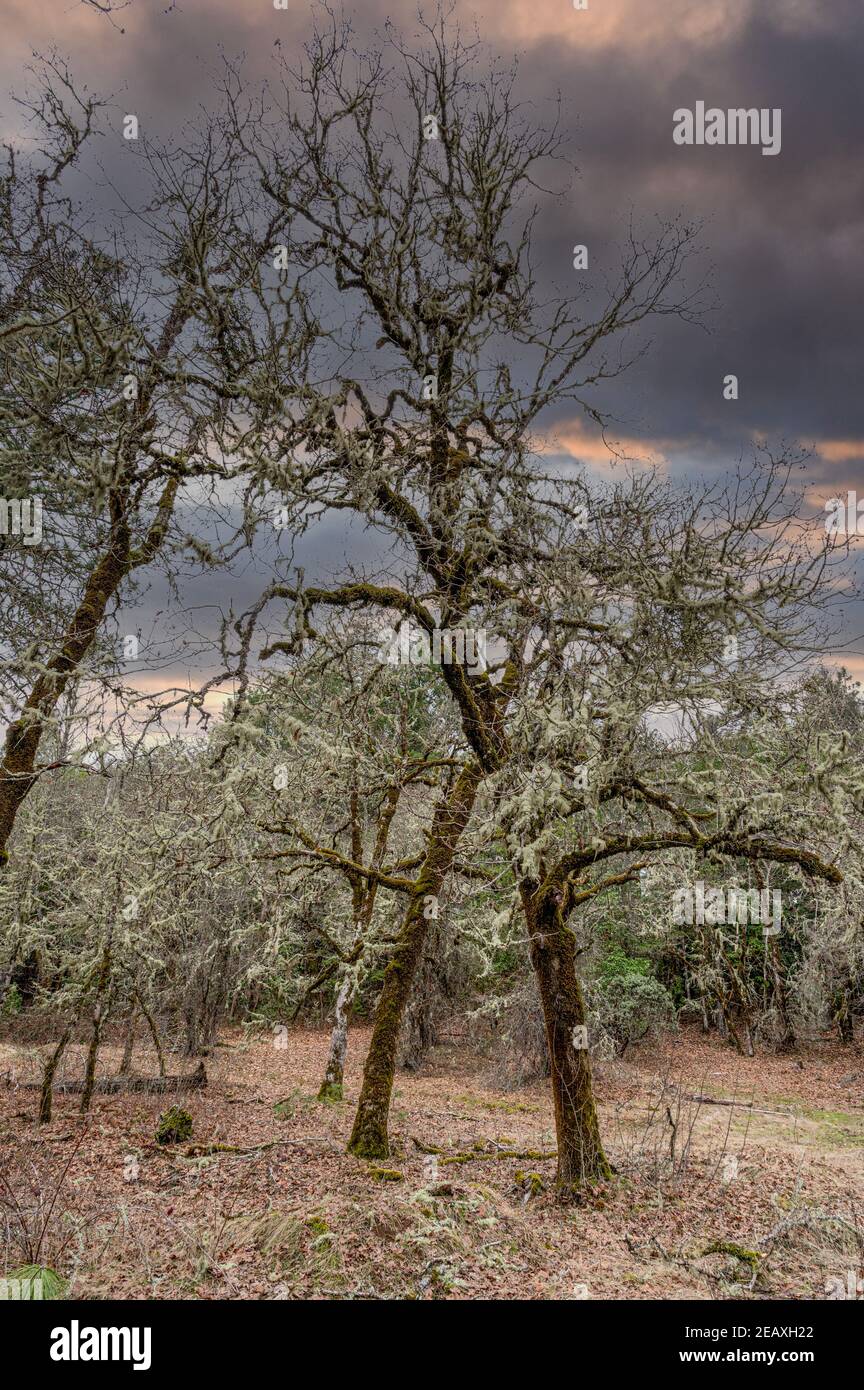 Trees grass moss hi-res stock photography and images - Alamy