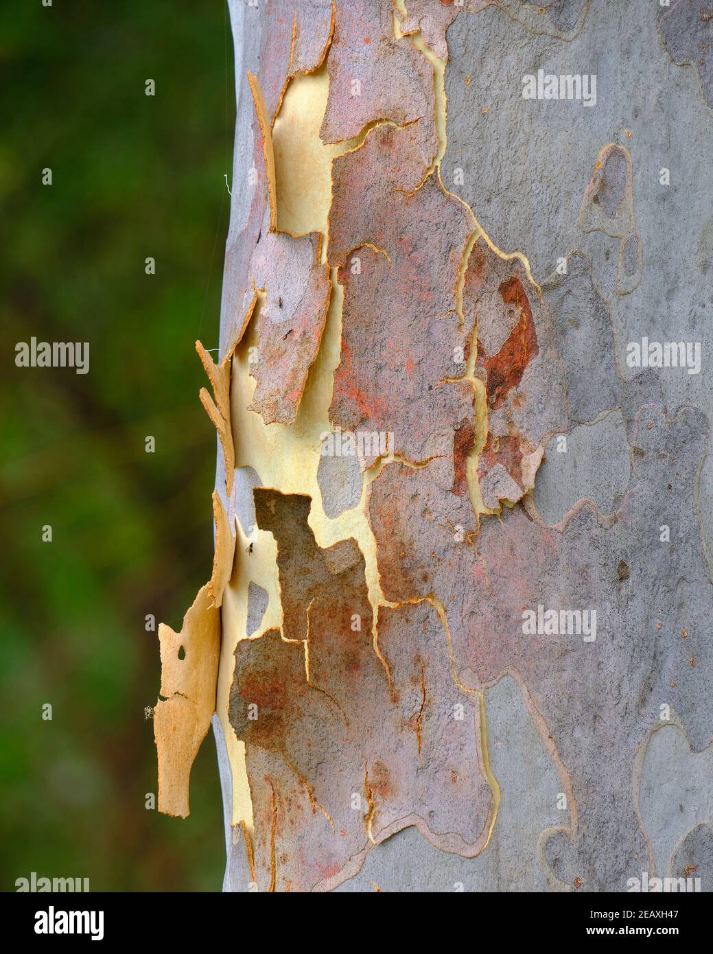Spotted gum tree bark hi-res stock photography and images - Alamy