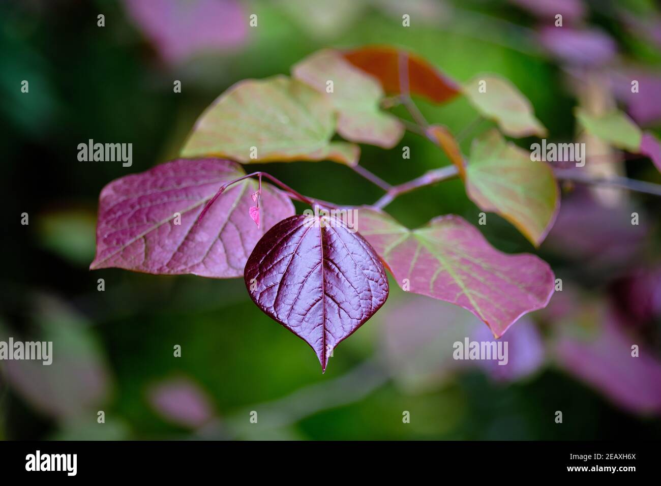 Cercis canadensis forest pansy hi-res stock photography and images - Alamy