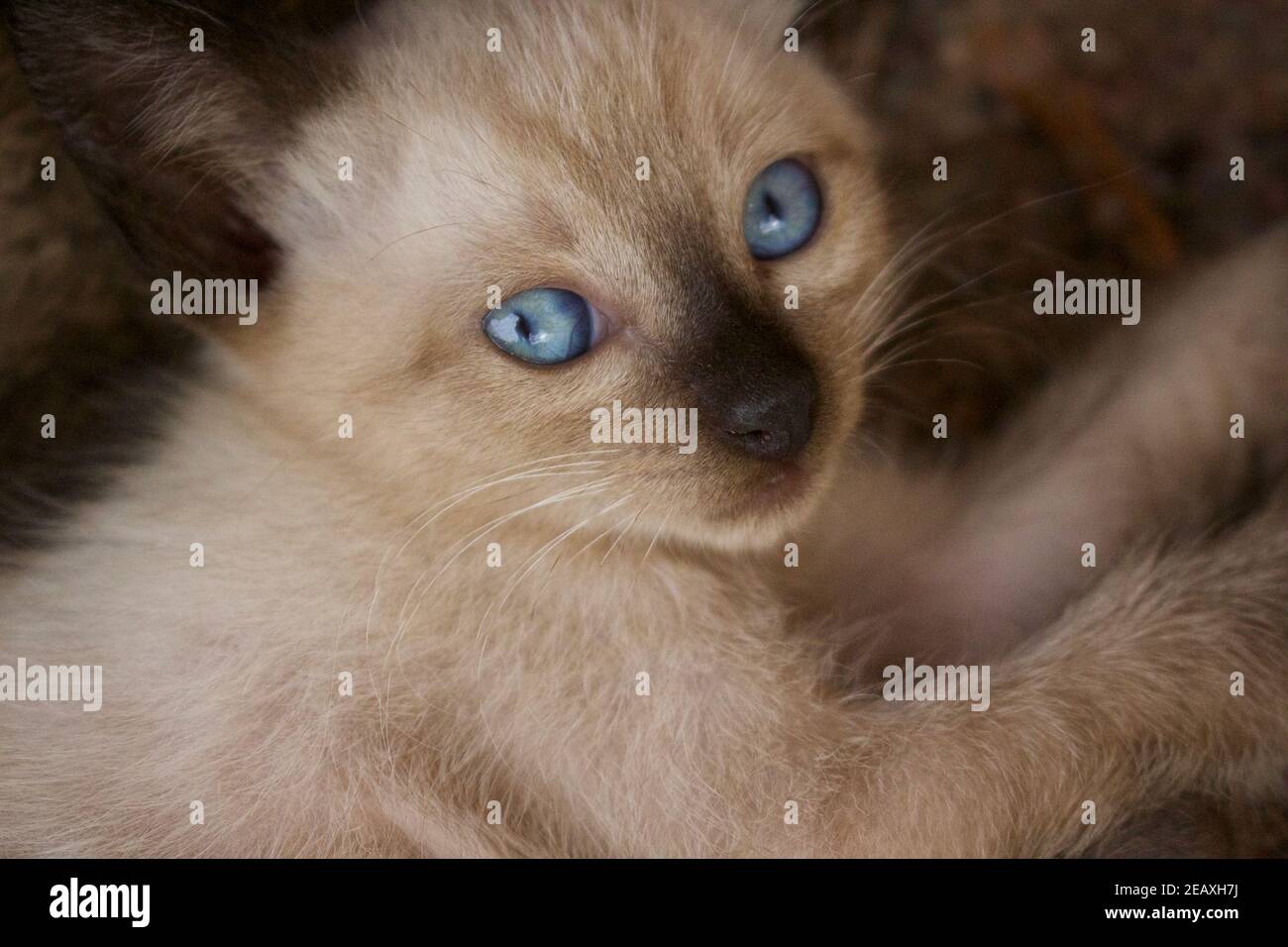 Closeup portrait of cute kitten Stock Photo - Alamy