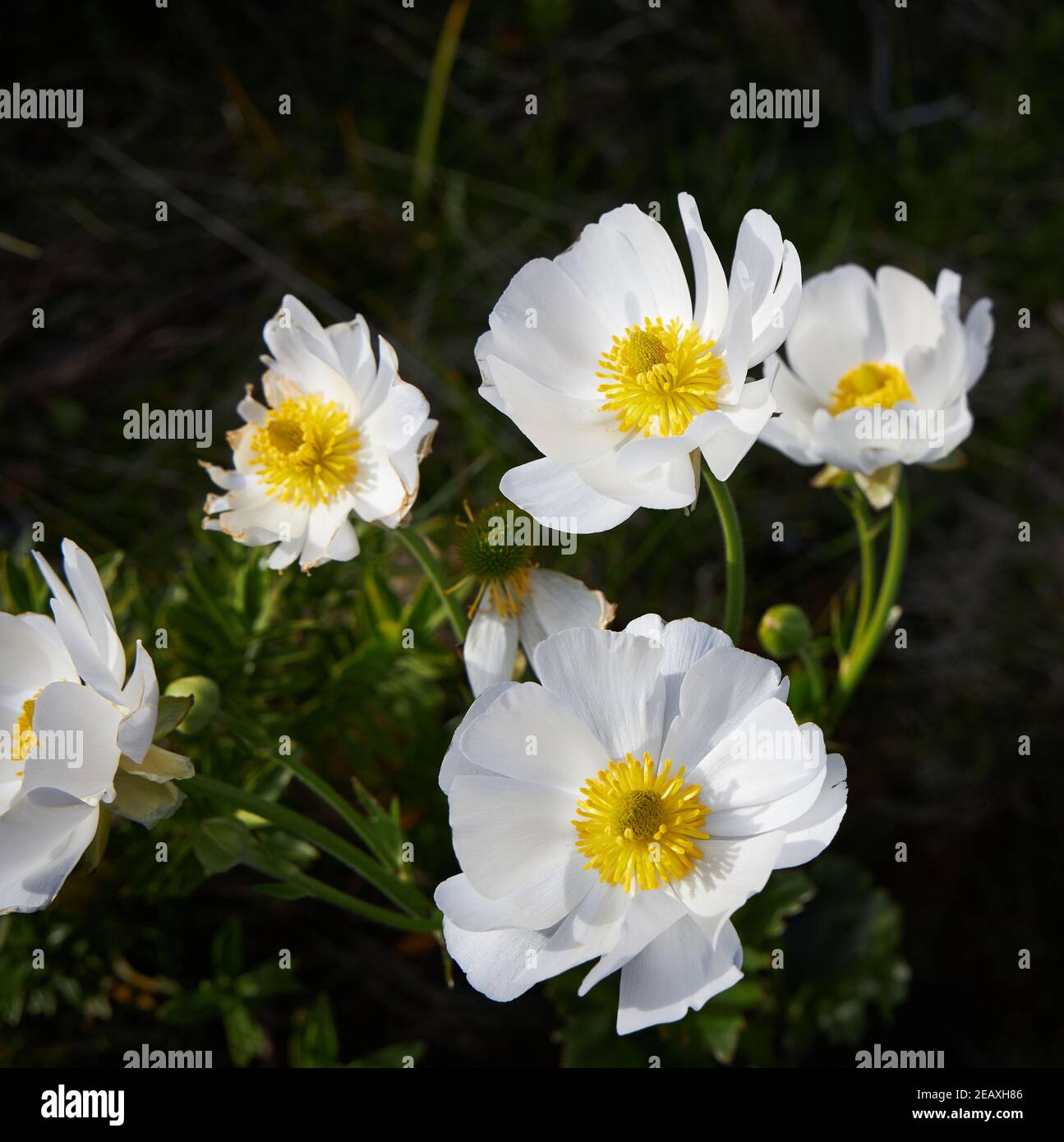 Mount Cook Lily,, also called the Great Mountain Buttercup, or Shepherd ...