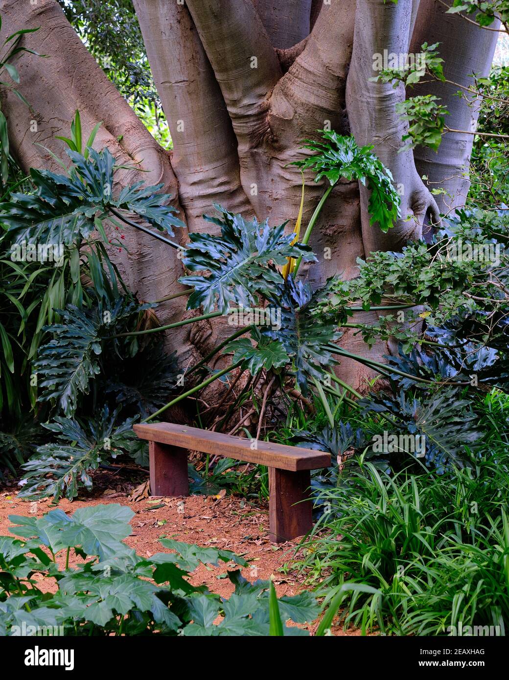 Australian moreton bay fig tree hi-res stock photography and images - Alamy