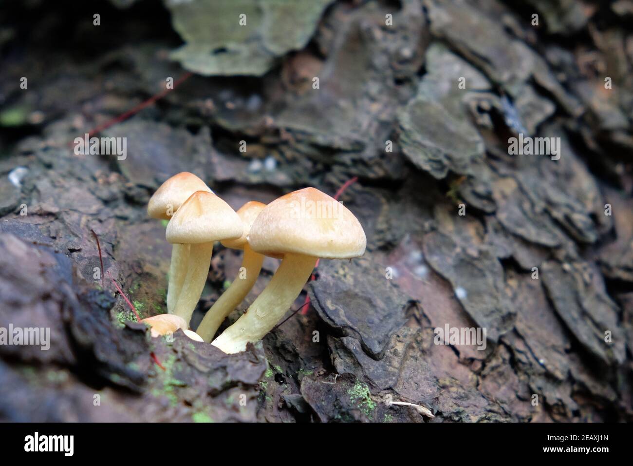 fungus that lives on a dead tree or organic matter Stock Photo - Alamy