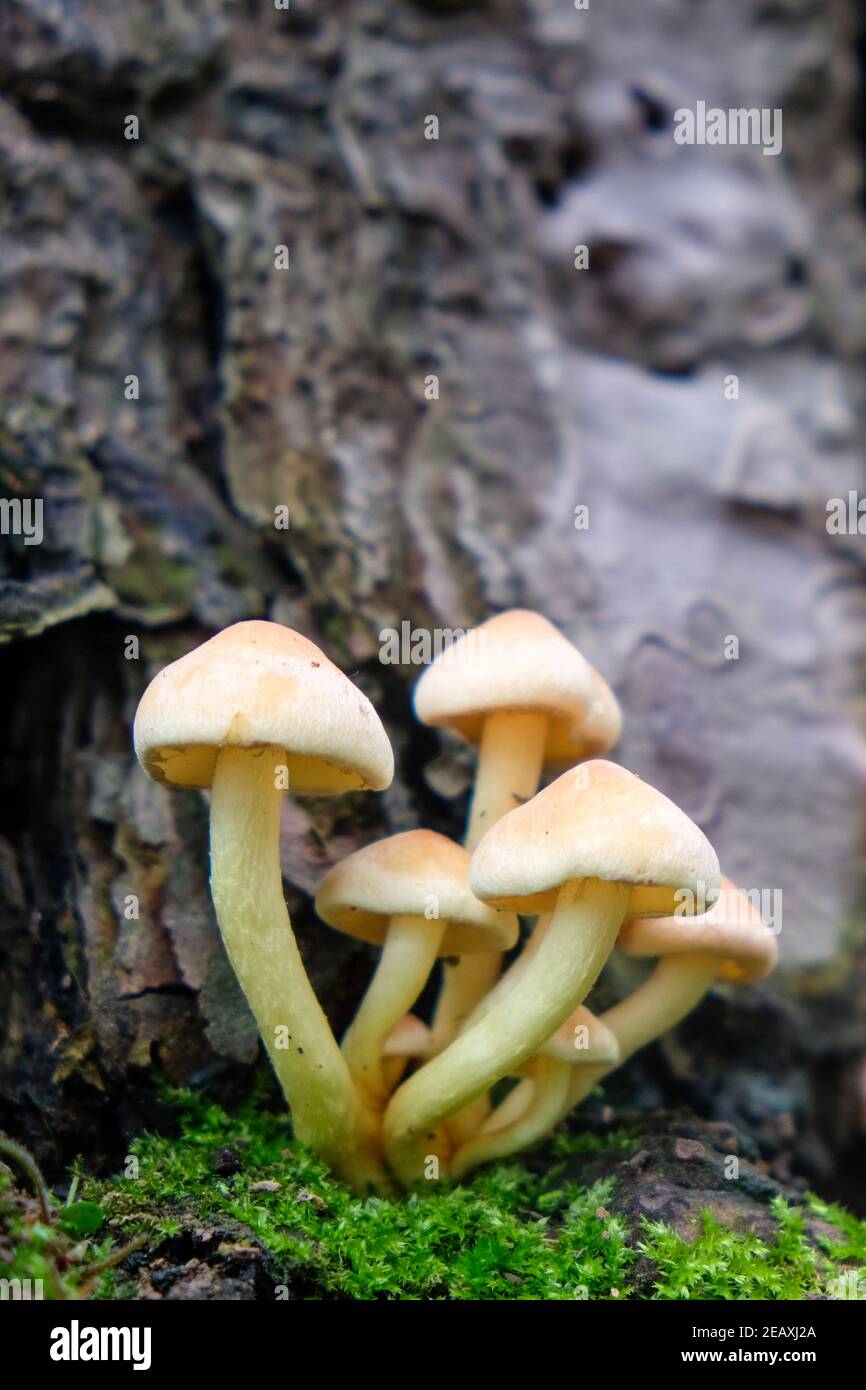 Oadstools hi-res stock photography and images - Alamy