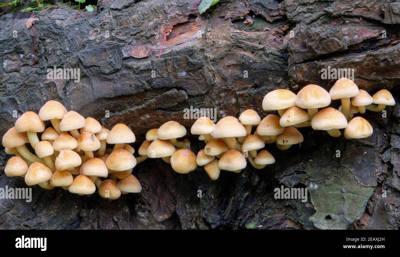 fungus that lives on a dead tree or organic matter Stock Photo - Alamy