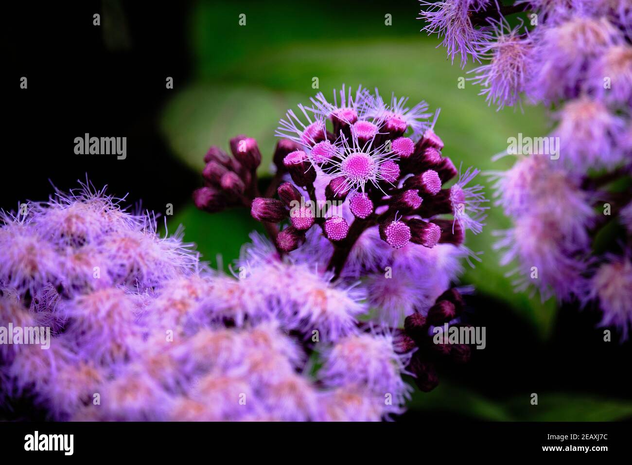 Ageratum hi-res stock photography and images - Alamy