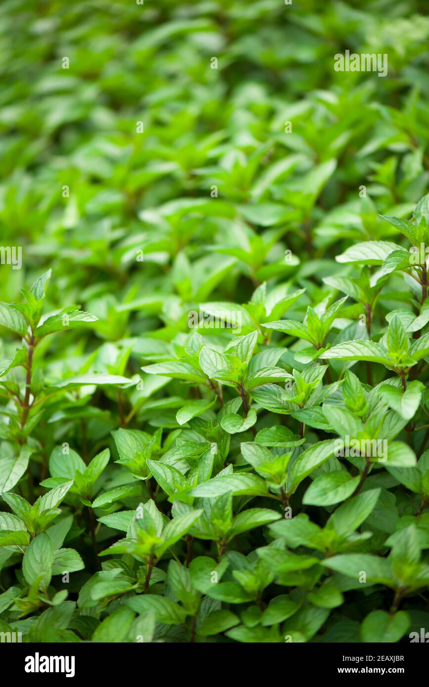 Mint plant grow hi-res stock photography and images - Alamy