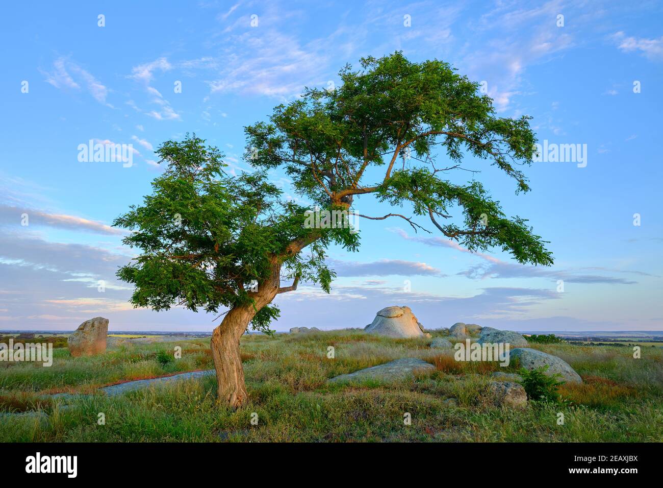 Overarching tree hi-res stock photography and images - Alamy