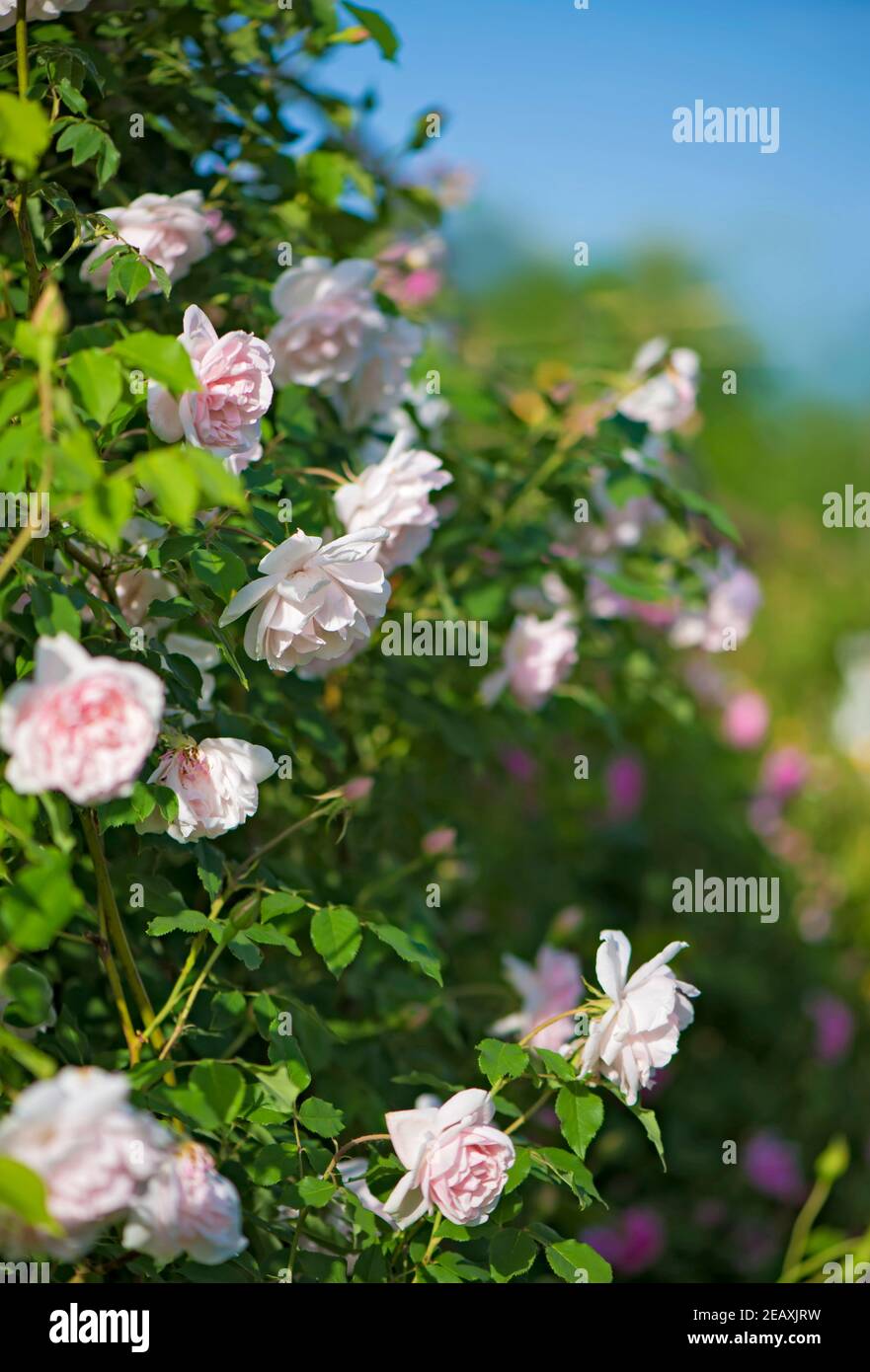Prague red roses hi-res stock photography and images - Alamy