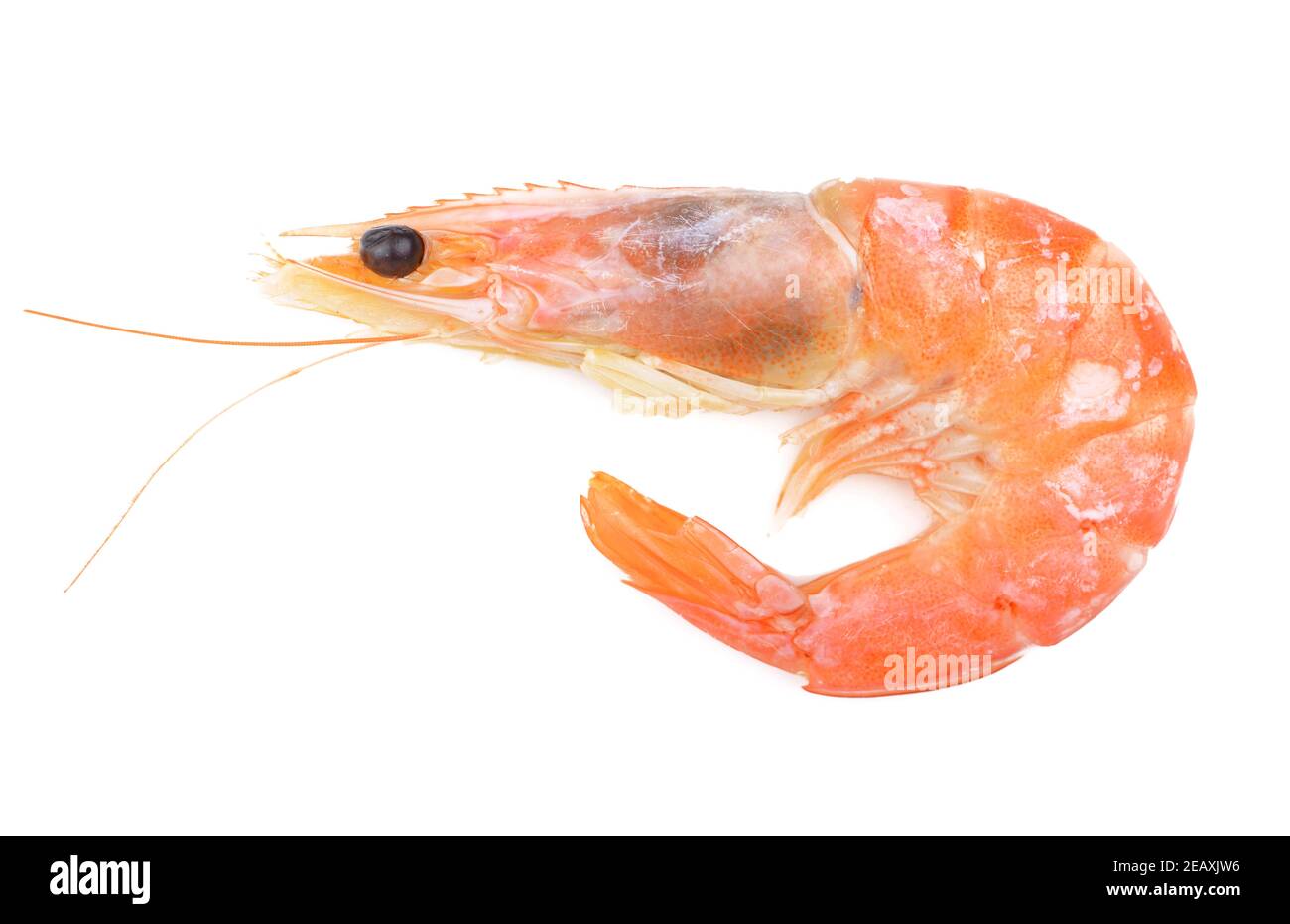 Close up of fresh boiled tiger shrimp isolated on white background ...