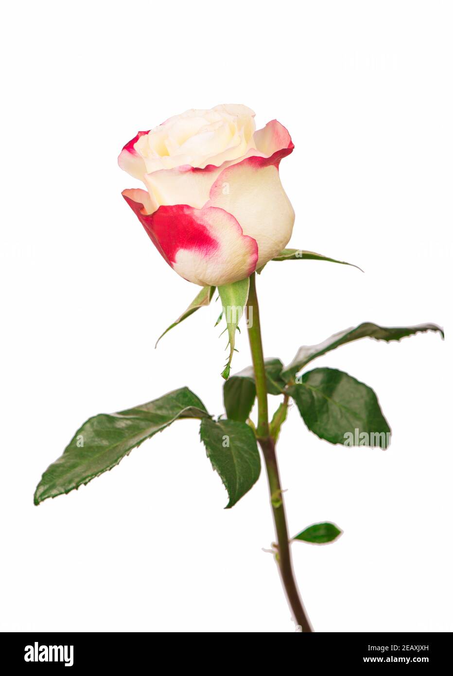 White rose isolated on white background Stock Photo - Alamy