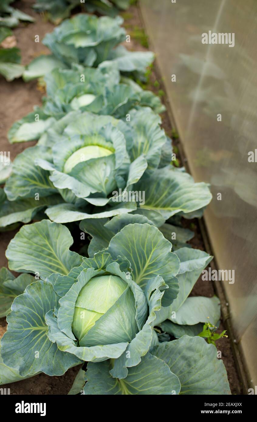 Green cabbage plant field hi-res stock photography and images - Alamy