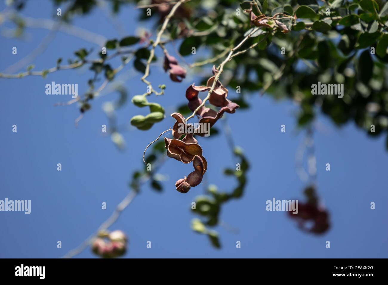 Manila tamarind fruit on tree, tropical fruit Stock Photo - Alamy