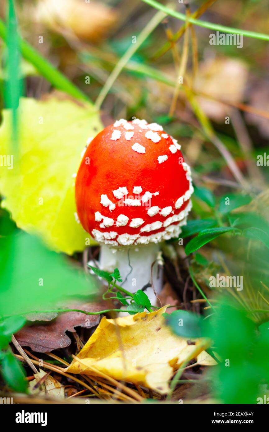 bright red mushroom amanita muscaria with white spots in the forest on ...