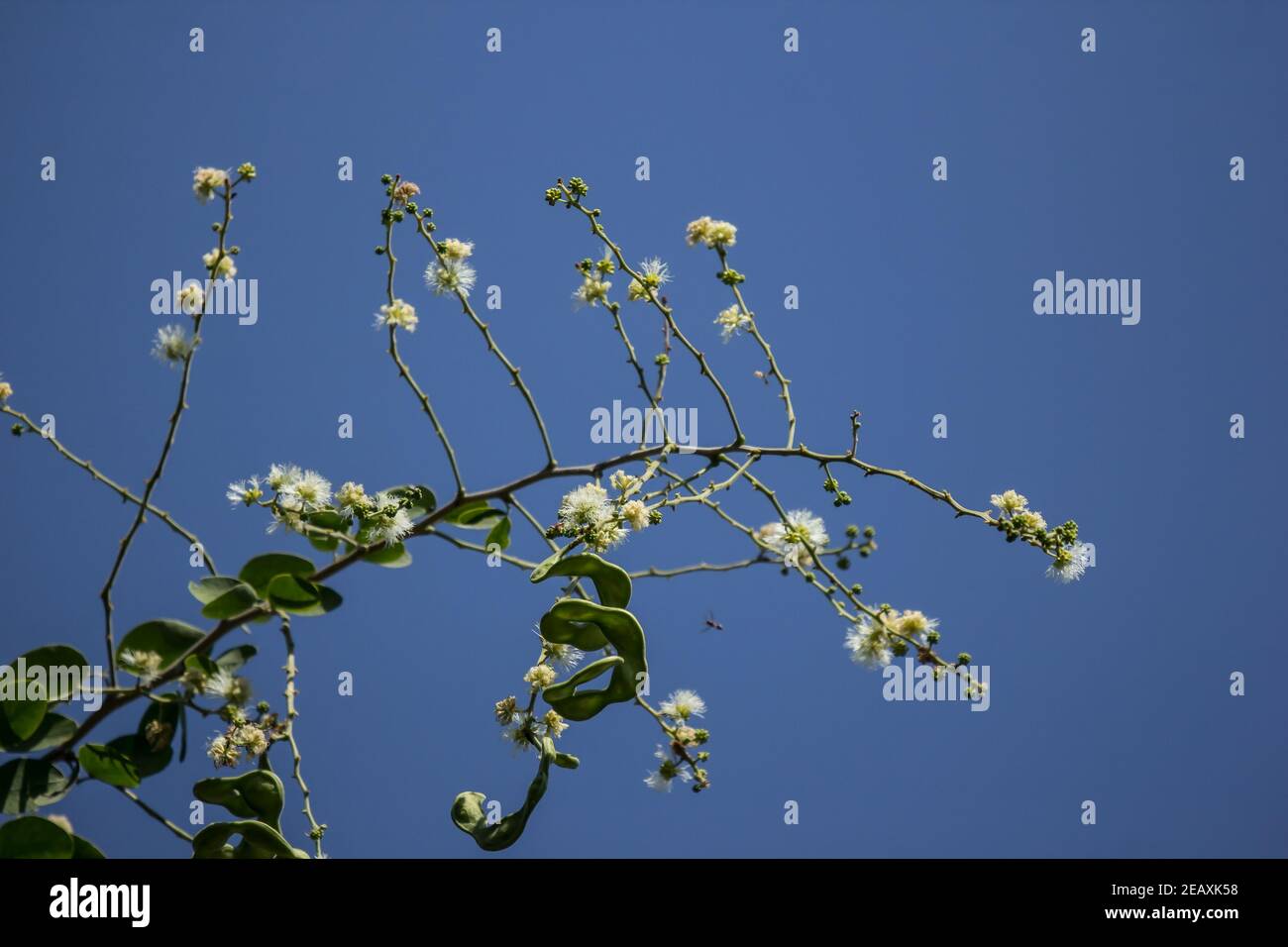 Manila tamarind fruit on tree, tropical fruit Stock Photo - Alamy