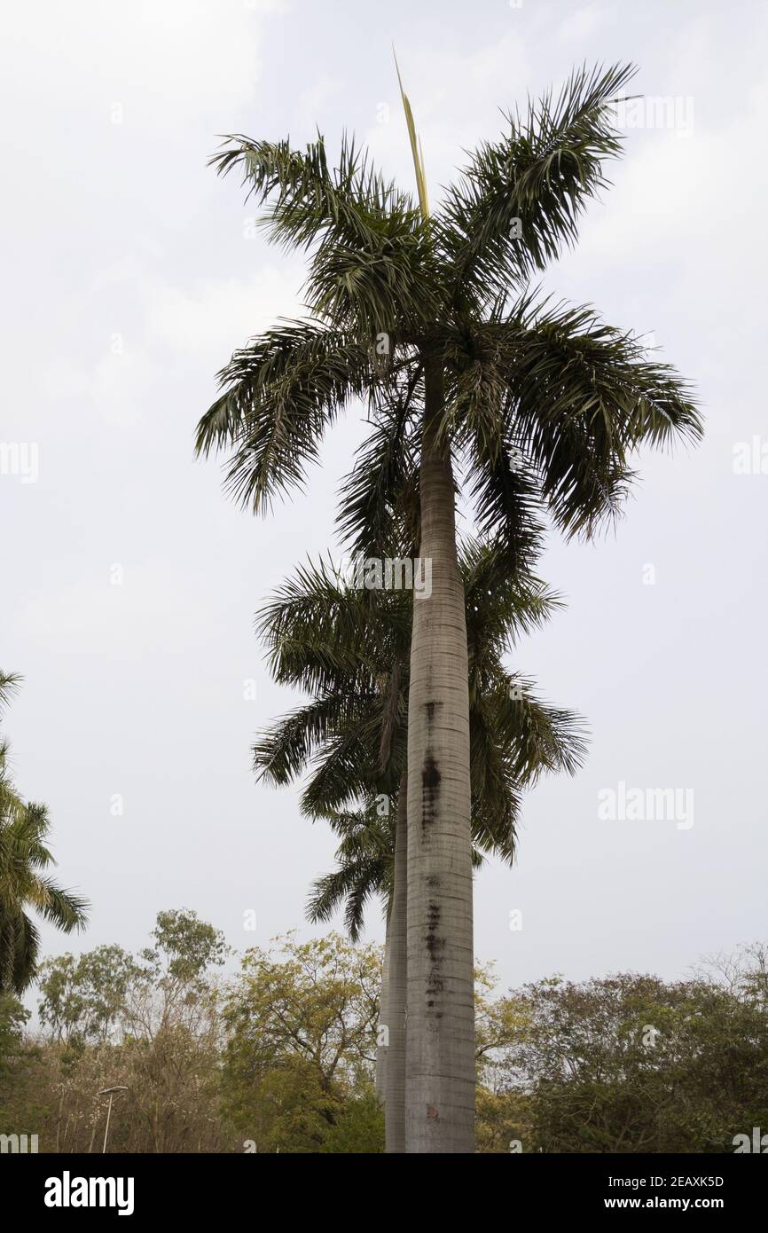 Low angle shot of a giant palm tree Stock Photo - Alamy