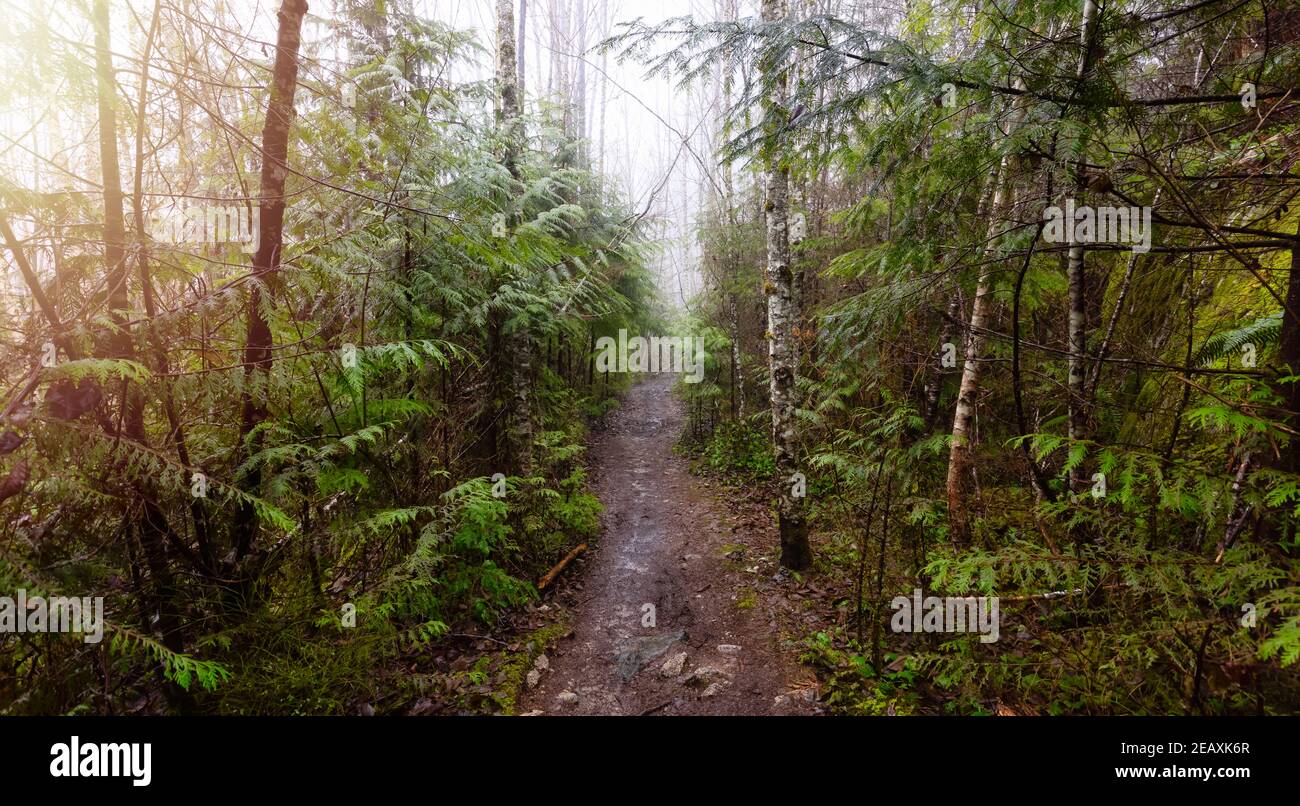 Canadian Forest View Stock Photo - Alamy