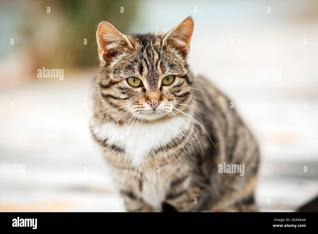 Portrait of a brown tabby cat sitting on a wooden porch. The concept of Pets and their care ...