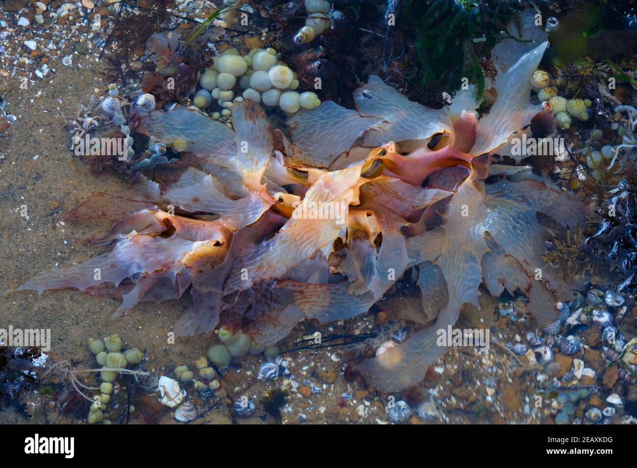 Red algae seaweed hi-res stock photography and images - Alamy