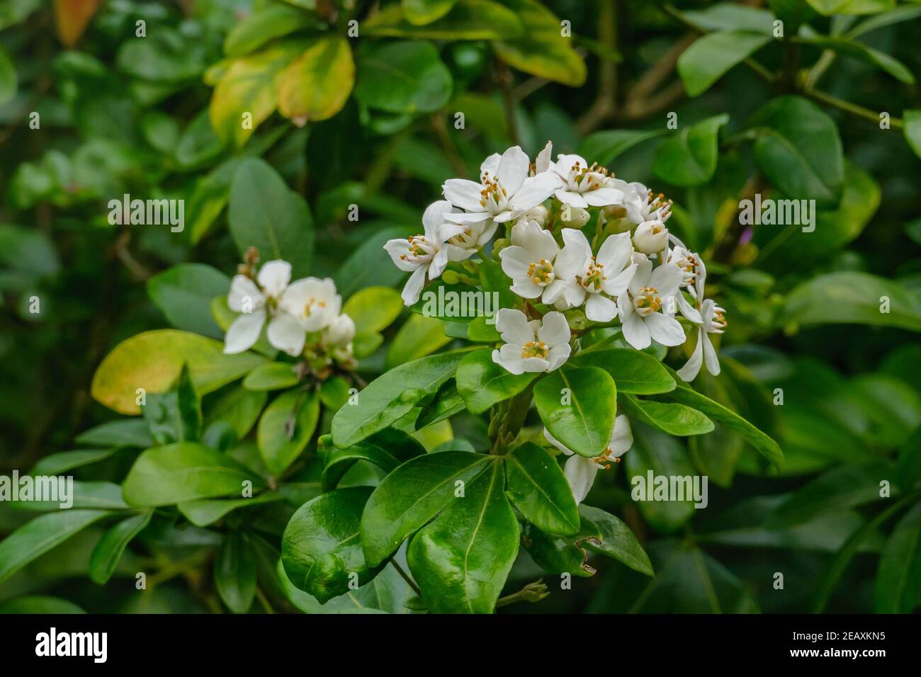 plant Laurustinus with flowers outdoors with daylight Viburnum tinus ...