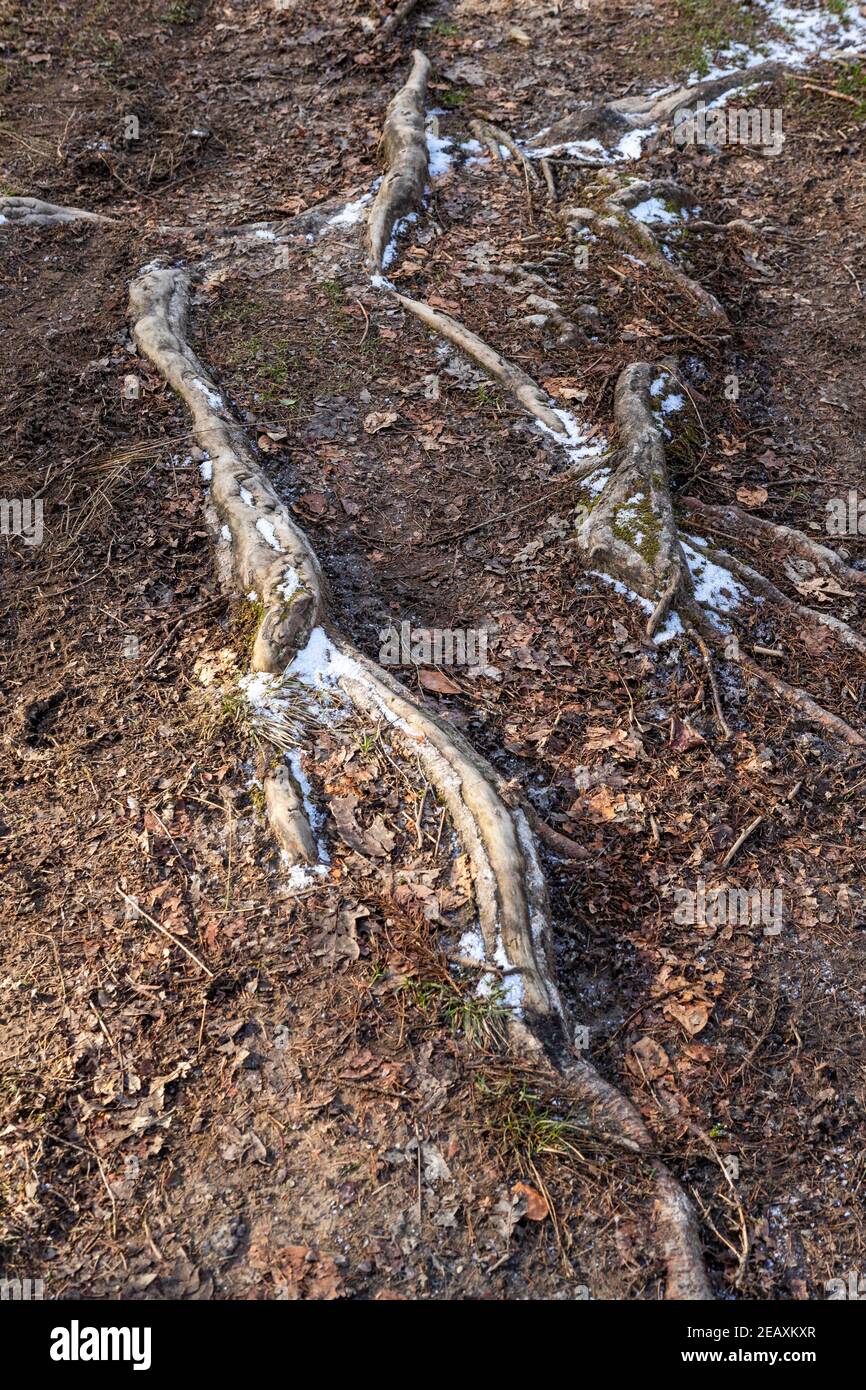 Root forms in the forest Stock Photo - Alamy