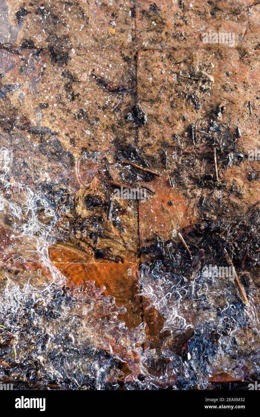 "Farewell to the Forest" imprinted brick pavement and a "lost" artwork ...