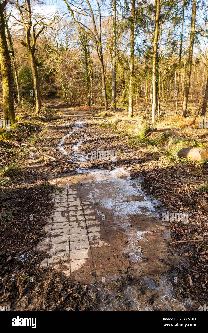 "Farewell to the Forest" imprinted brick pavement and a "lost" artwork ...