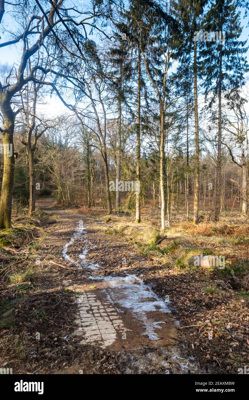"Farewell to the Forest" imprinted brick pavement and a "lost" artwork ...