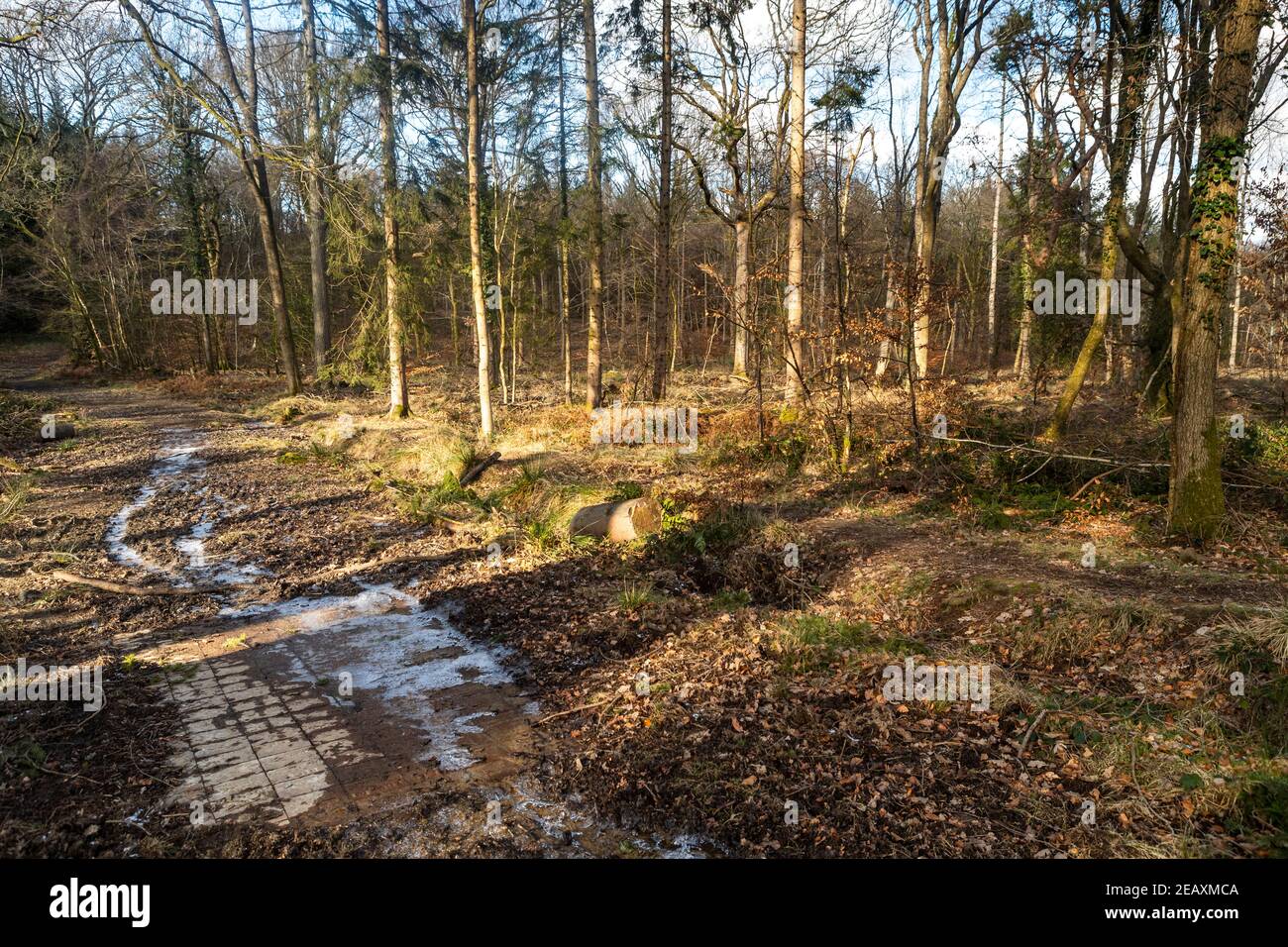 "Farewell to the Forest" imprinted brick pavement and a "lost" artwork ...