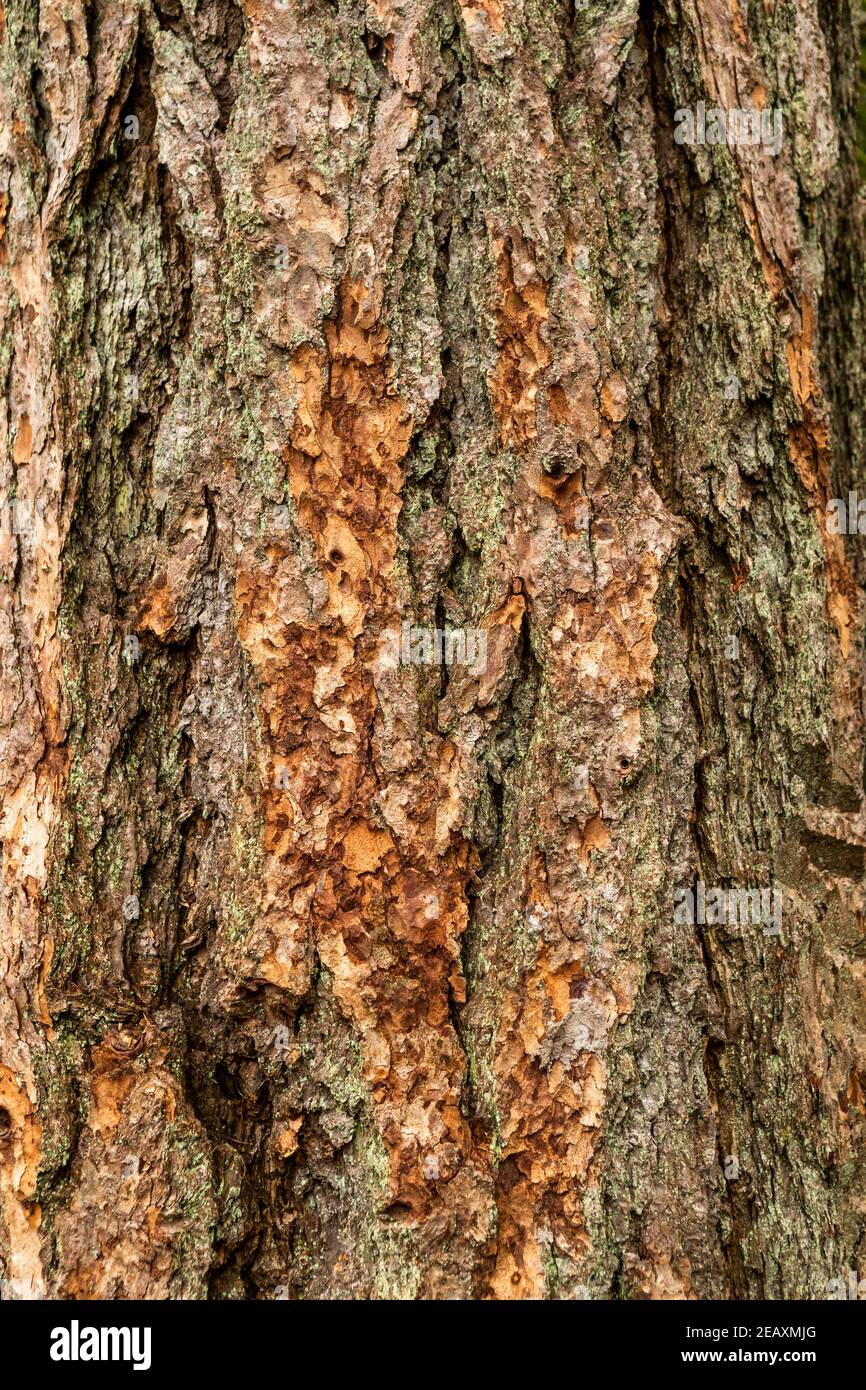 Skeleton forestry hi-res stock photography and images - Alamy