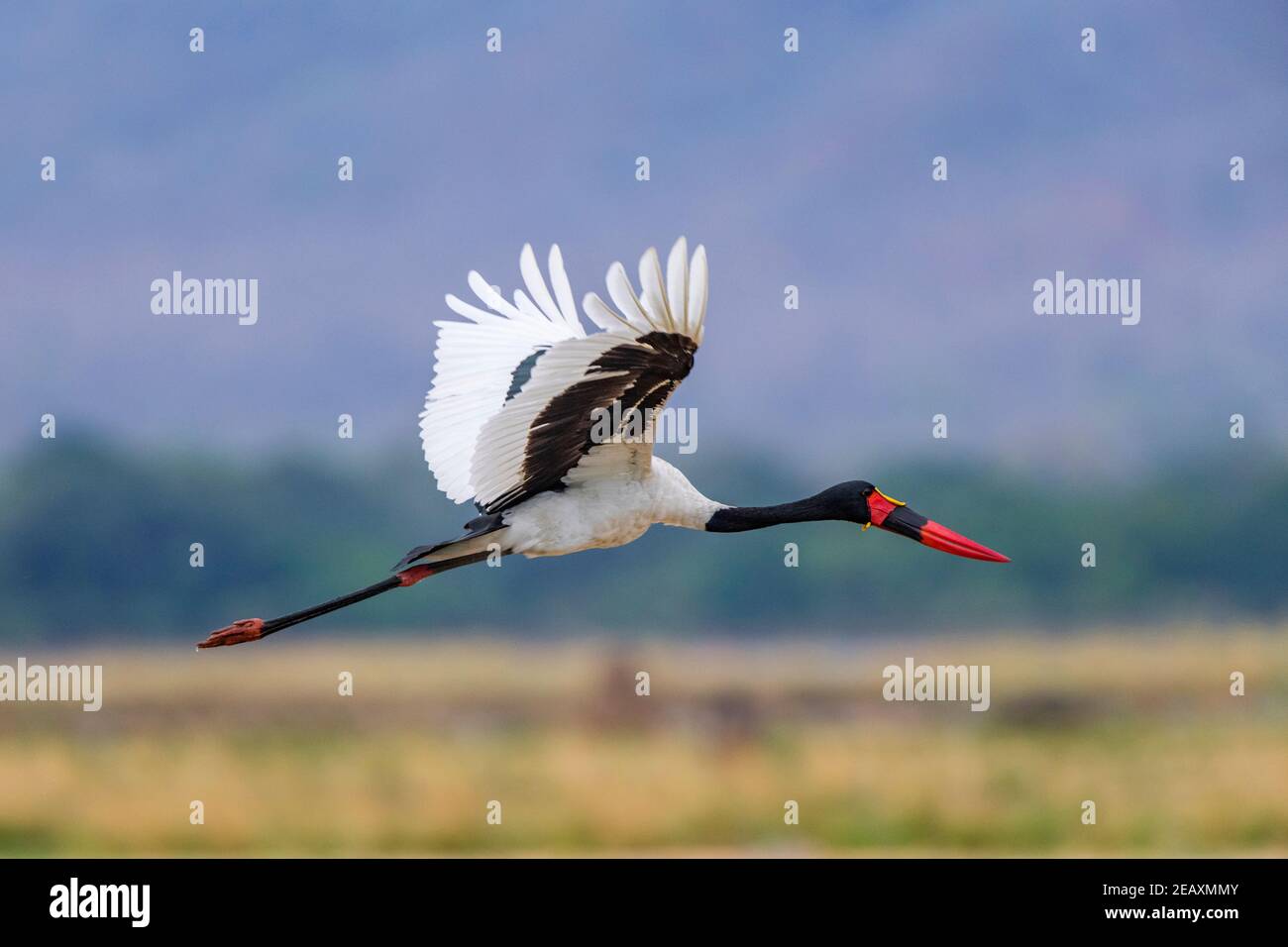 Stork in action hi-res stock photography and images - Alamy