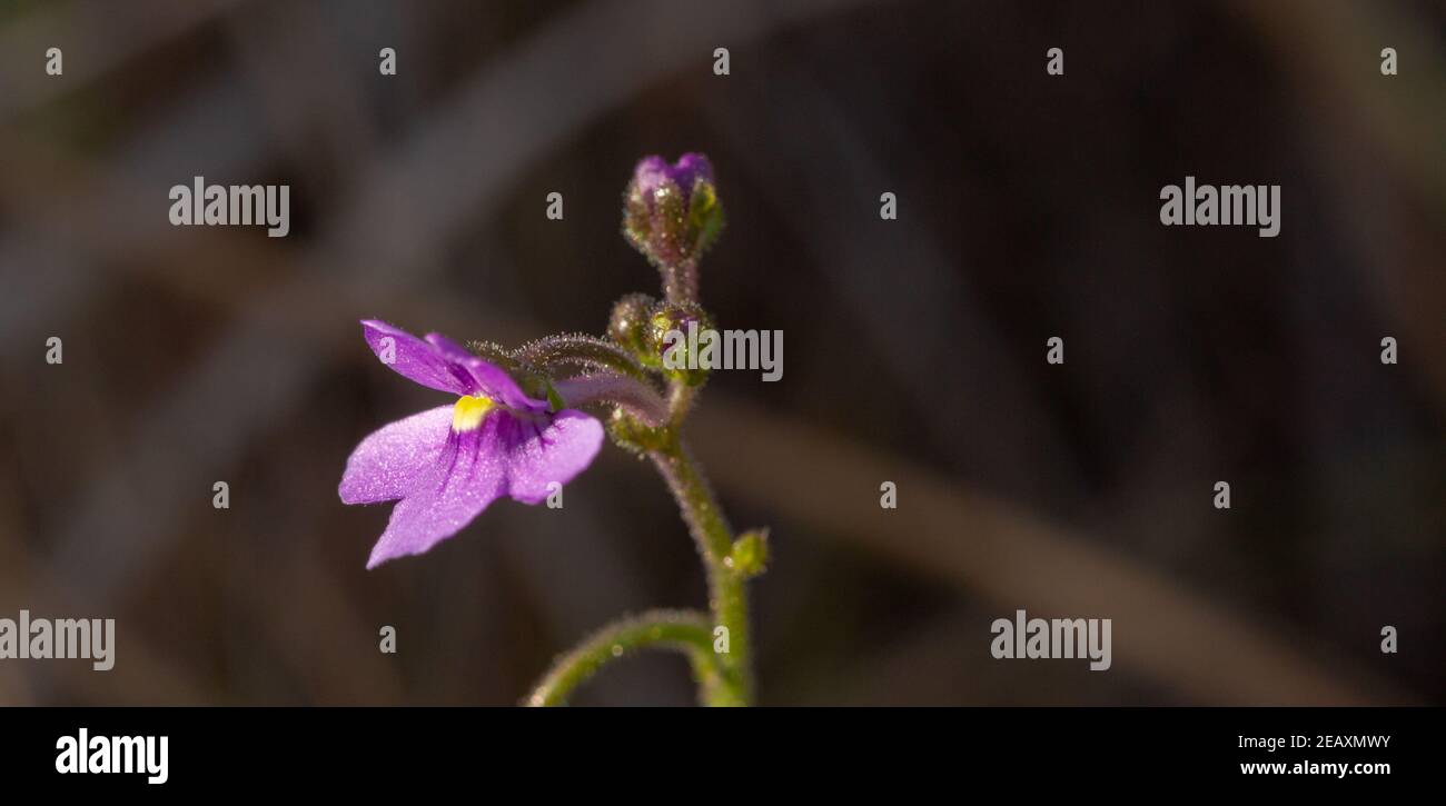 The small pink flower of Genlisea flexuosa, a corkscrew plant, taken ...