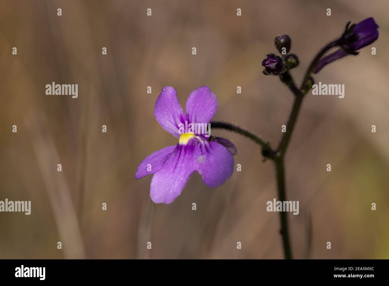 Corkscrew Plant Carnivorous