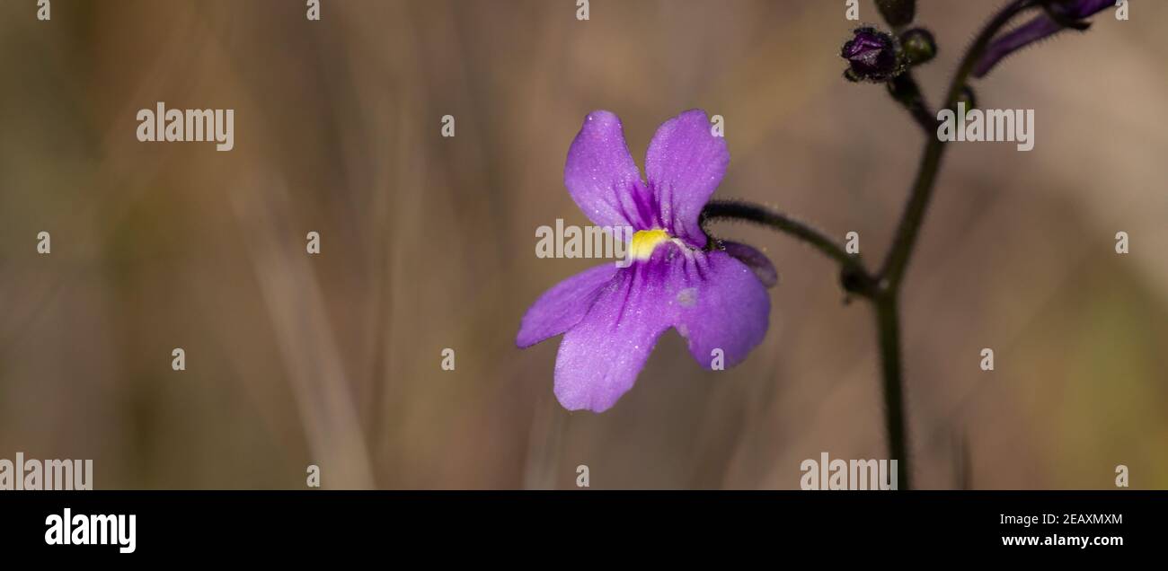 Macro of the pink flower of the Corkscrew Plant Genlisea flexuosa with ...